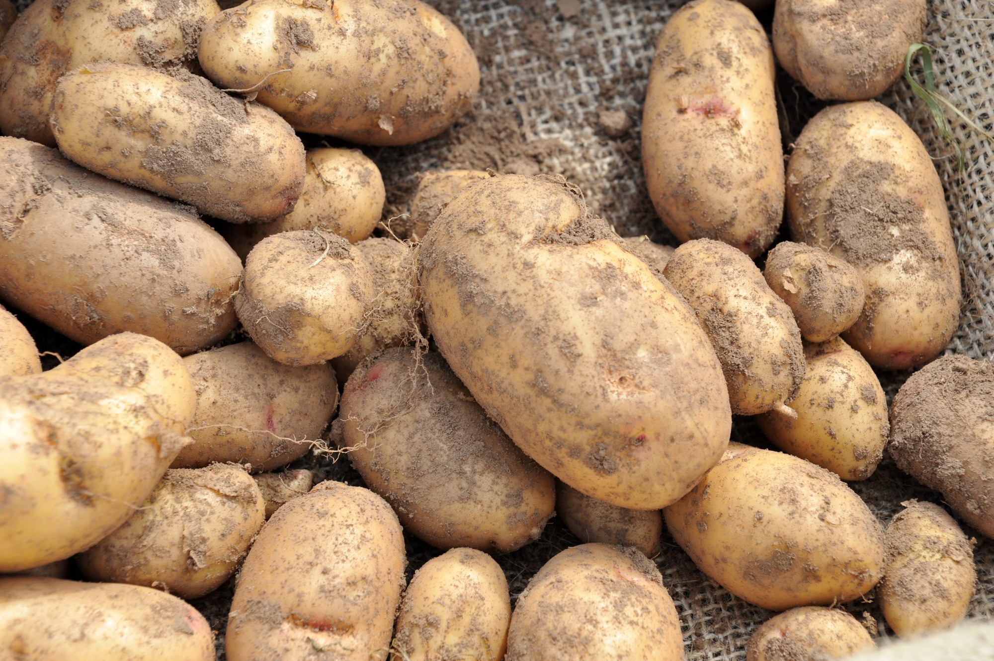 Molecular Diagnostics Unit - James Hutton Institute