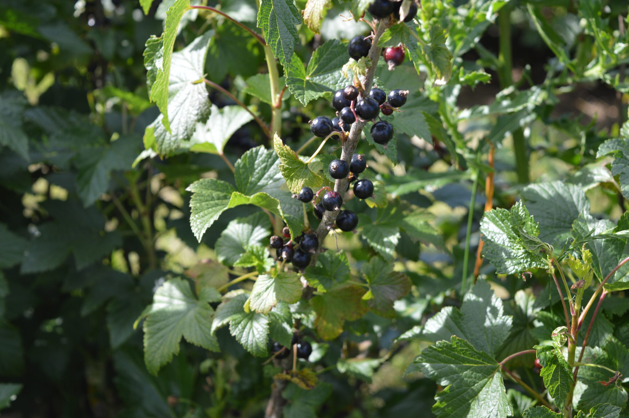 Breeding resilient and sustainable blackcurrants for Ribena - James ...