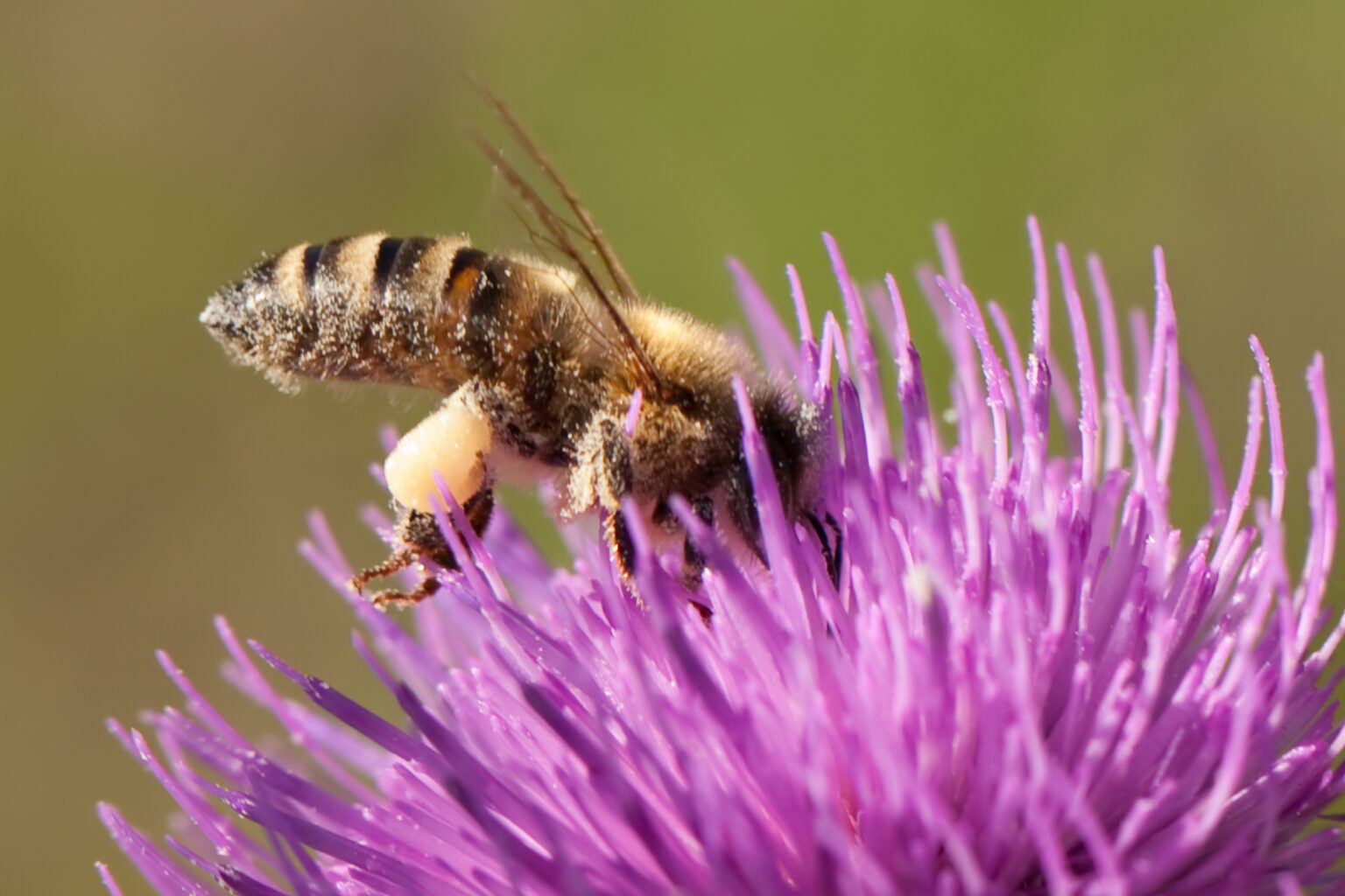 Pollen Count - James Hutton Institute
