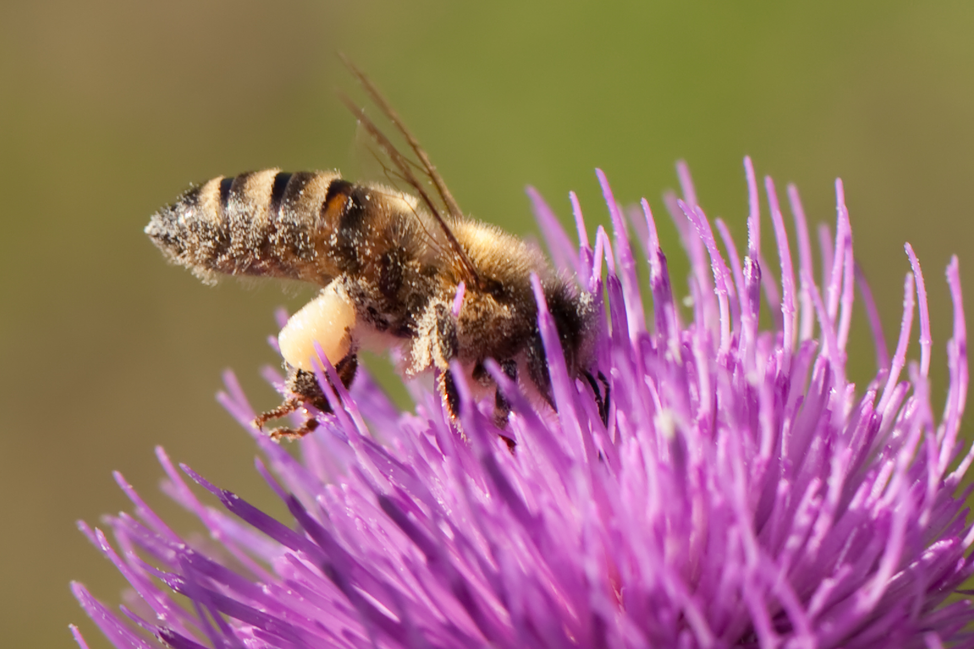 Researchers to test link between disease, bees and microplastics ...