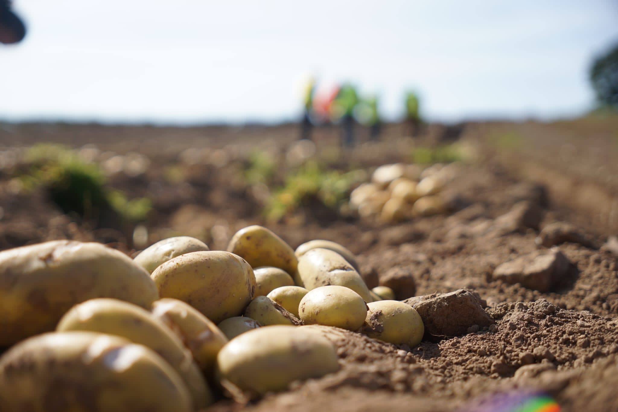 Working on a global scale to protect against late blight in potato ...