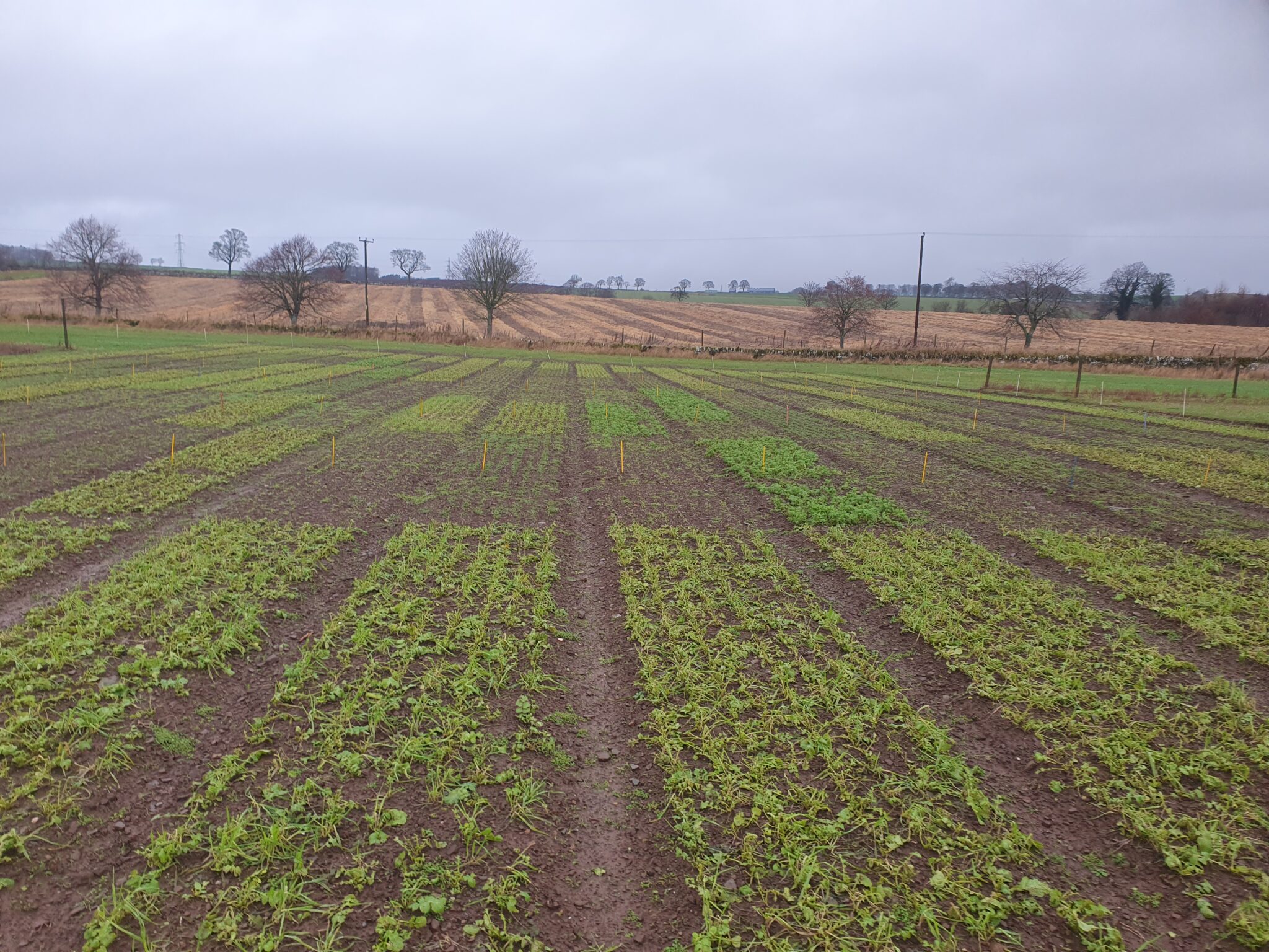 Cover crops in a changing climate - James Hutton Institute
