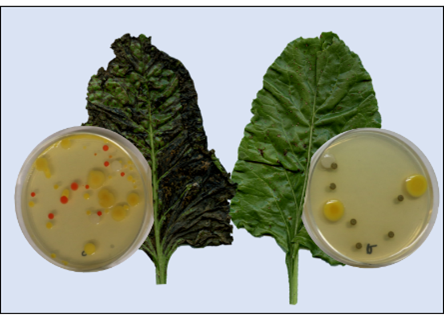 Lorena Rangel - James Hutton Institute