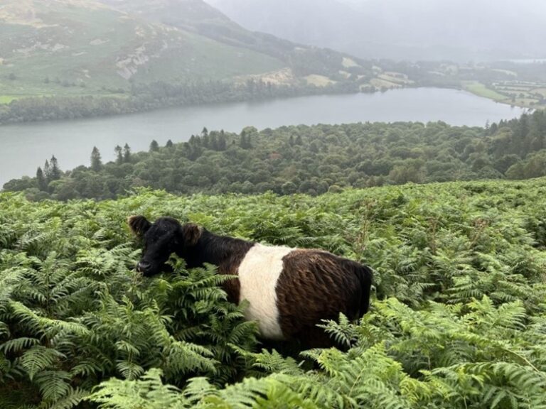 Cattle replace chemicals in trials to control bracken and restore ...