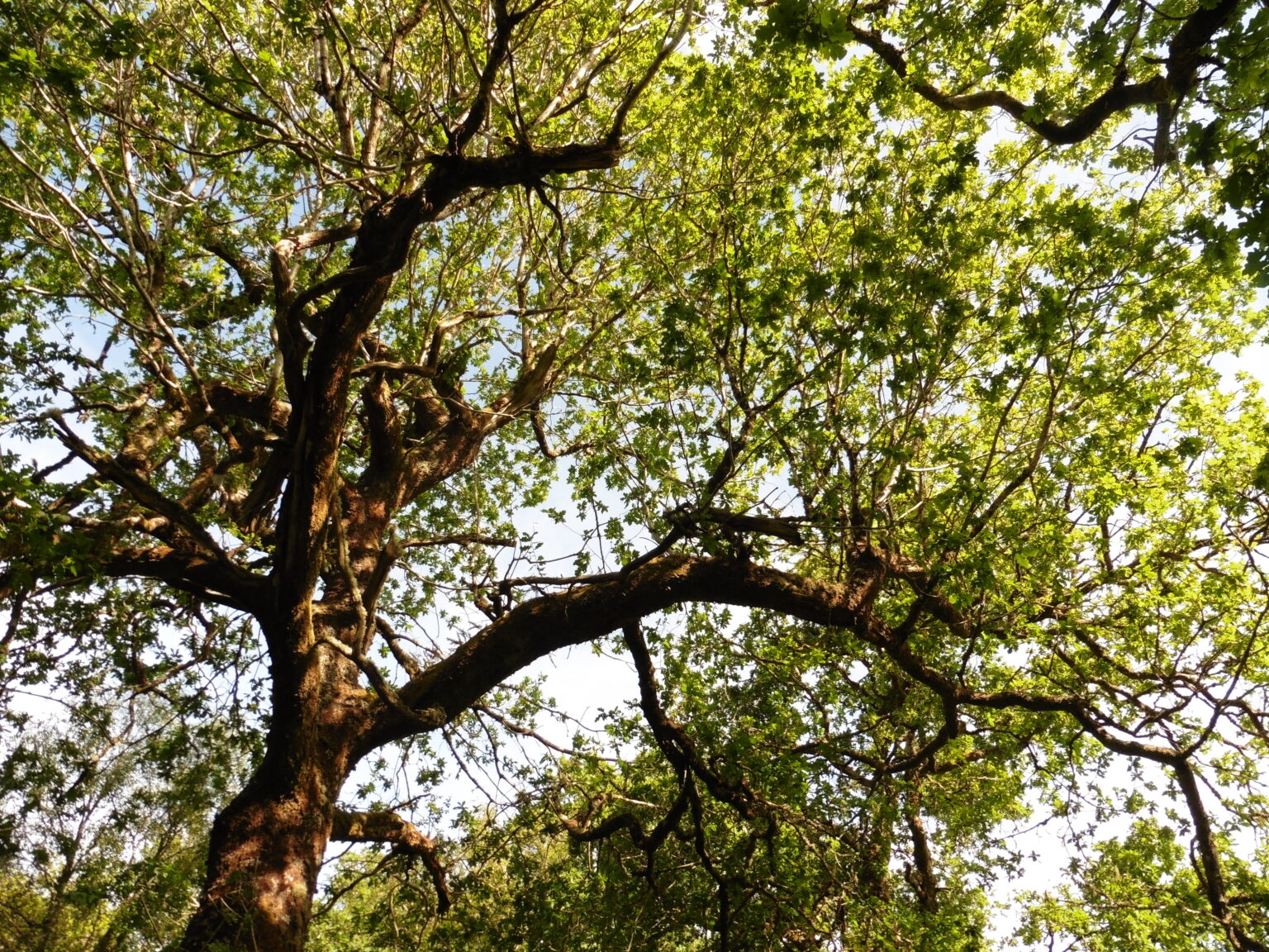 Decline of Oak - James Hutton Institute