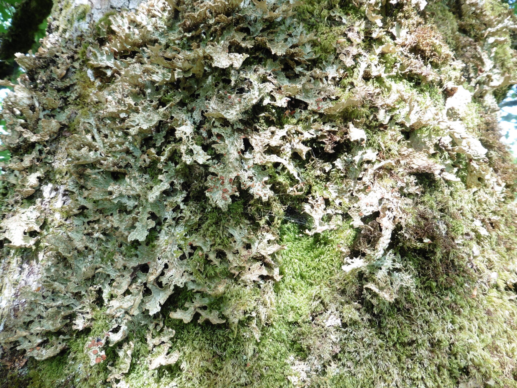 Decline of Oak - James Hutton Institute