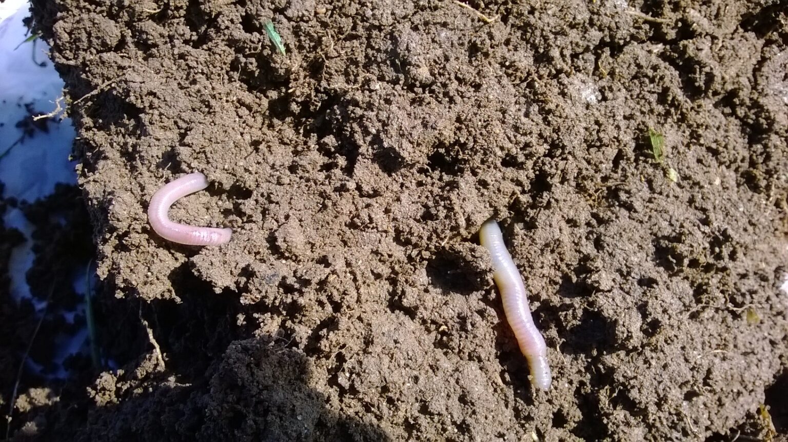 The James Hutton Institute, crops, soil and environmental research