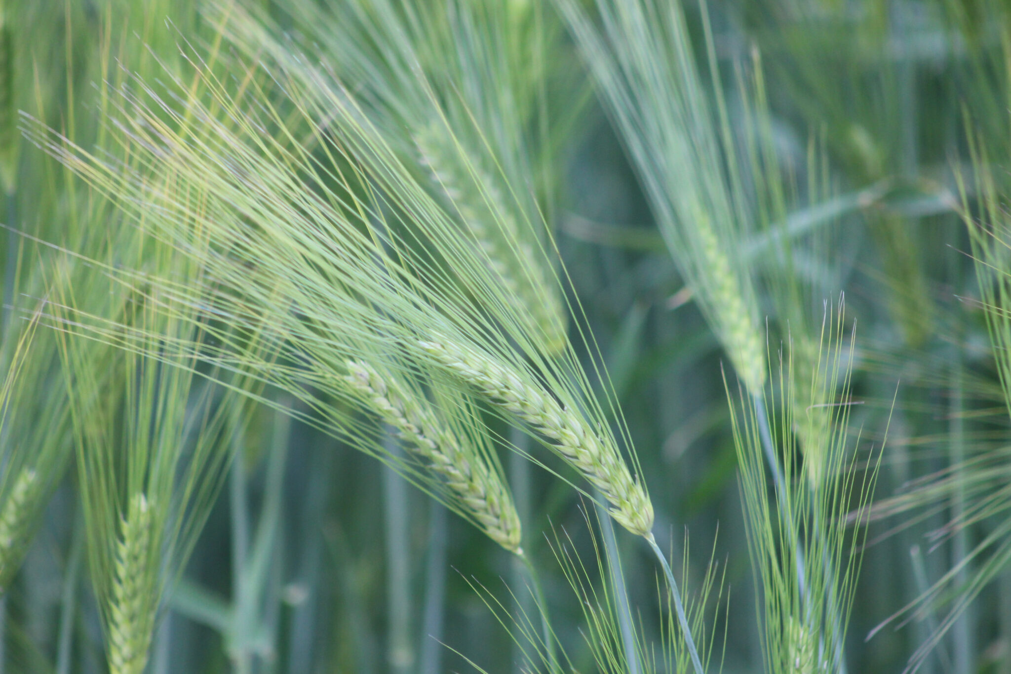 New study shows there are many ways to build a barley plant - James ...