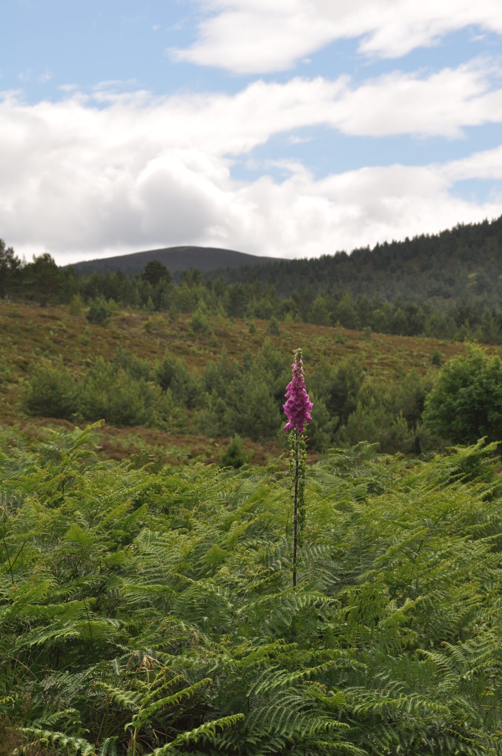 Shaping the future of bracken management in the UK - James Hutton Institute