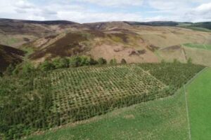 Pine provenance and climate change - James Hutton Institute