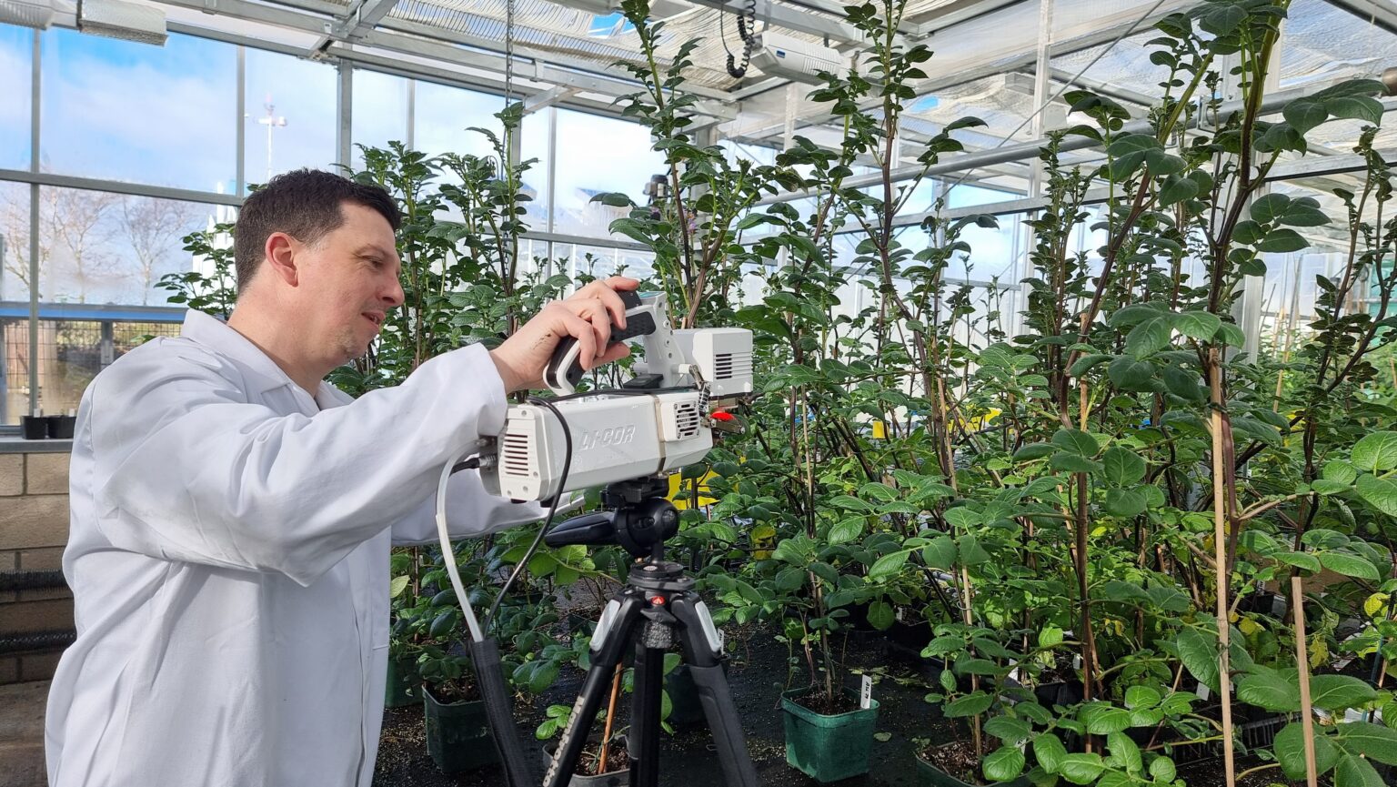 Scientists at The James Hutton Institute identify key factor regulating potato tuber initiation ...