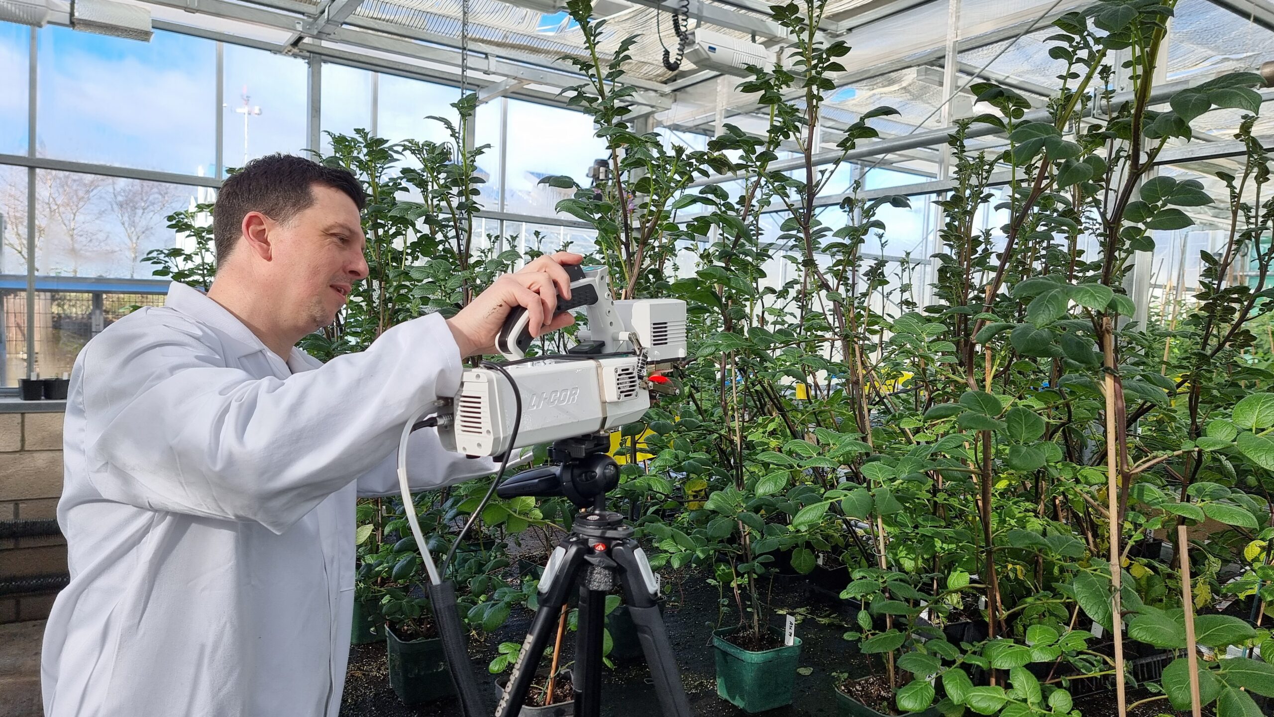 Scientists at The James Hutton Institute identify key factor regulating potato tuber initiation ...