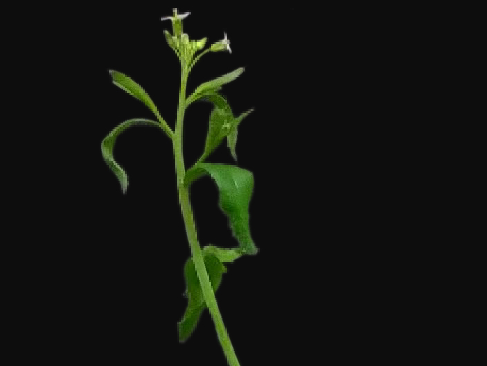 TORward the light: The Energy Switch In Flowering Time Control - James ...
