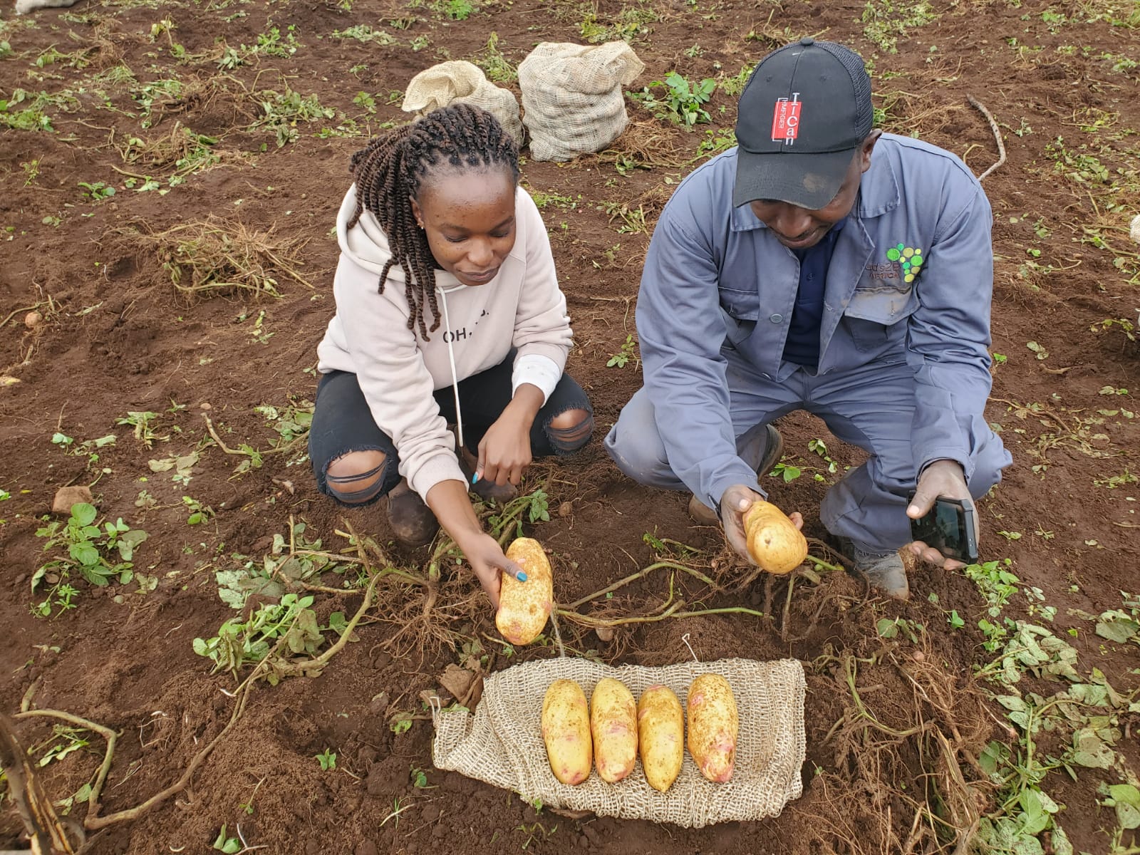 Potatoes bred at The James Hutton Institute will help to battle major ...