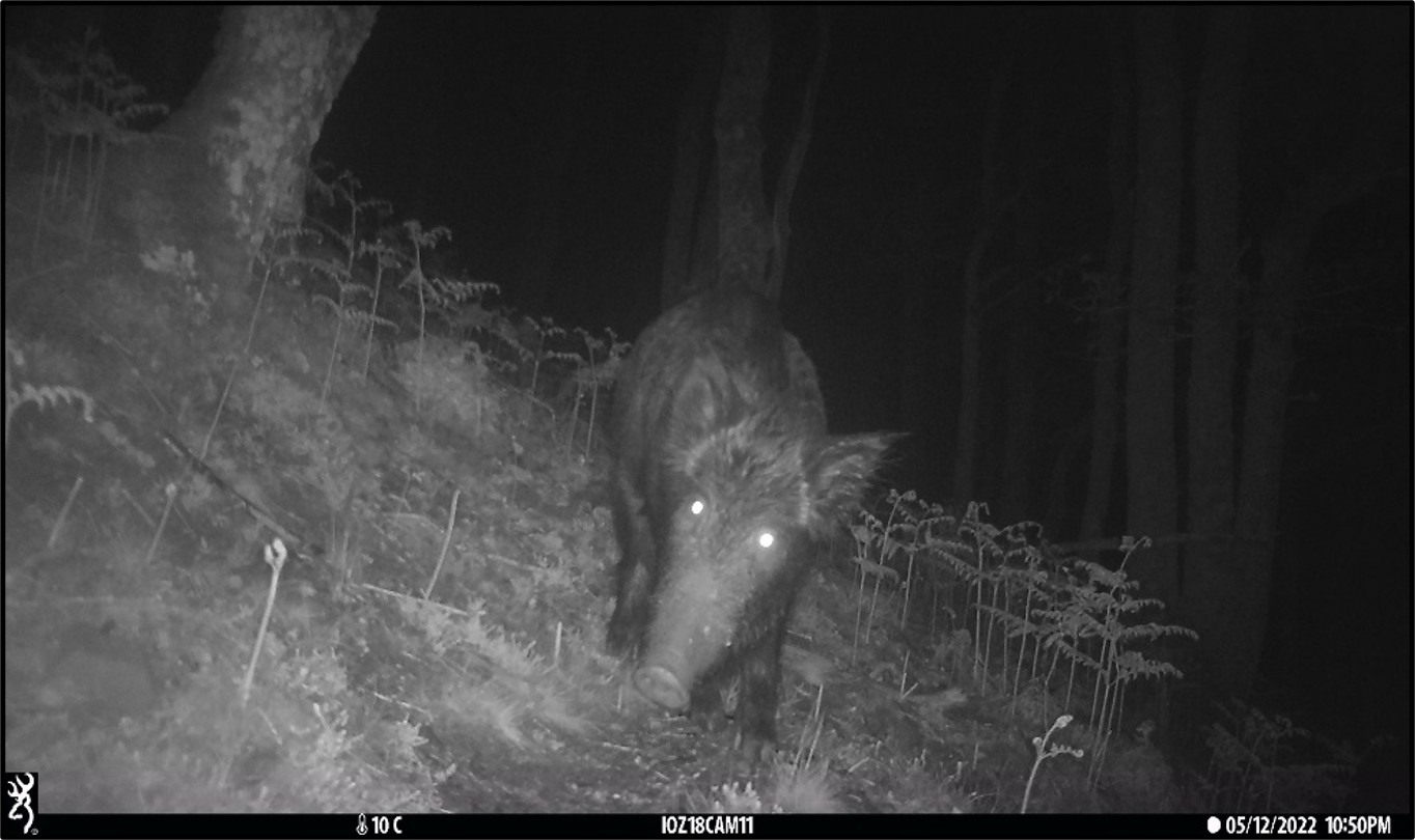 Wild boar population to rise in Scotland over next 50 years