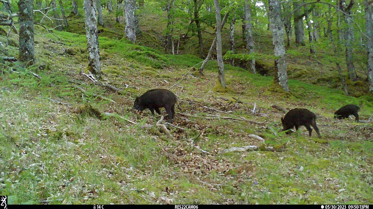 Wild boar population to rise in Scotland over next 50 years