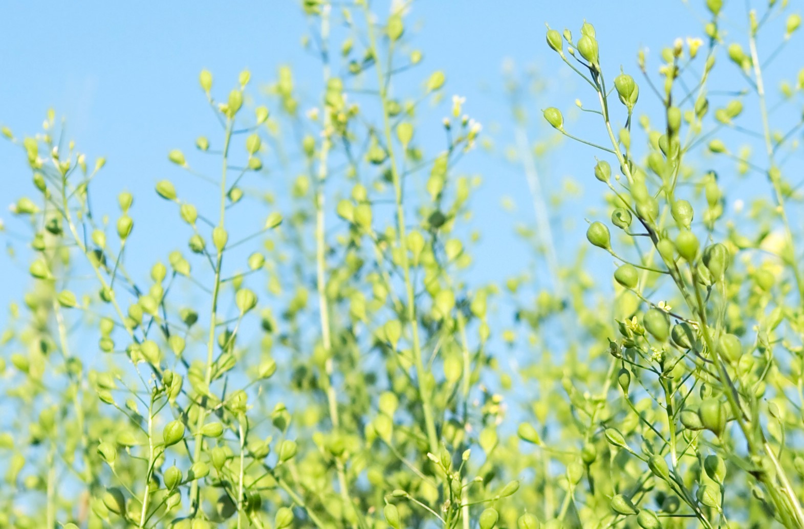 The potential of oil-based cover crops to provide an alternative ...