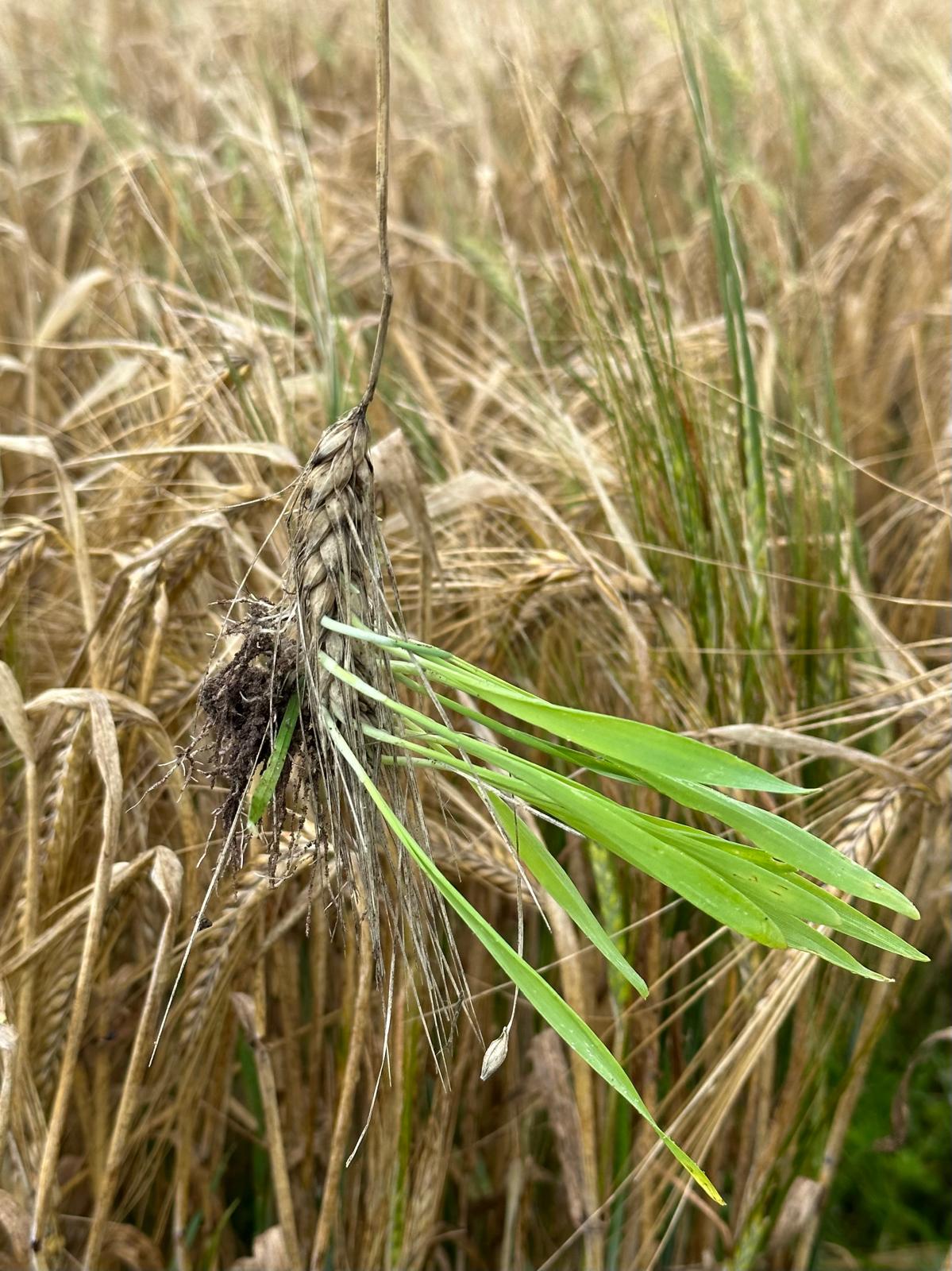A new study reveals breakthrough in barley genetics