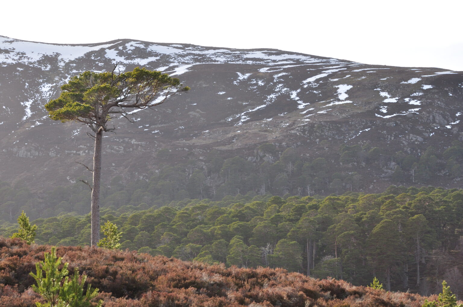 Study shows 23 tree species needed to support 40% of Scots pine ...