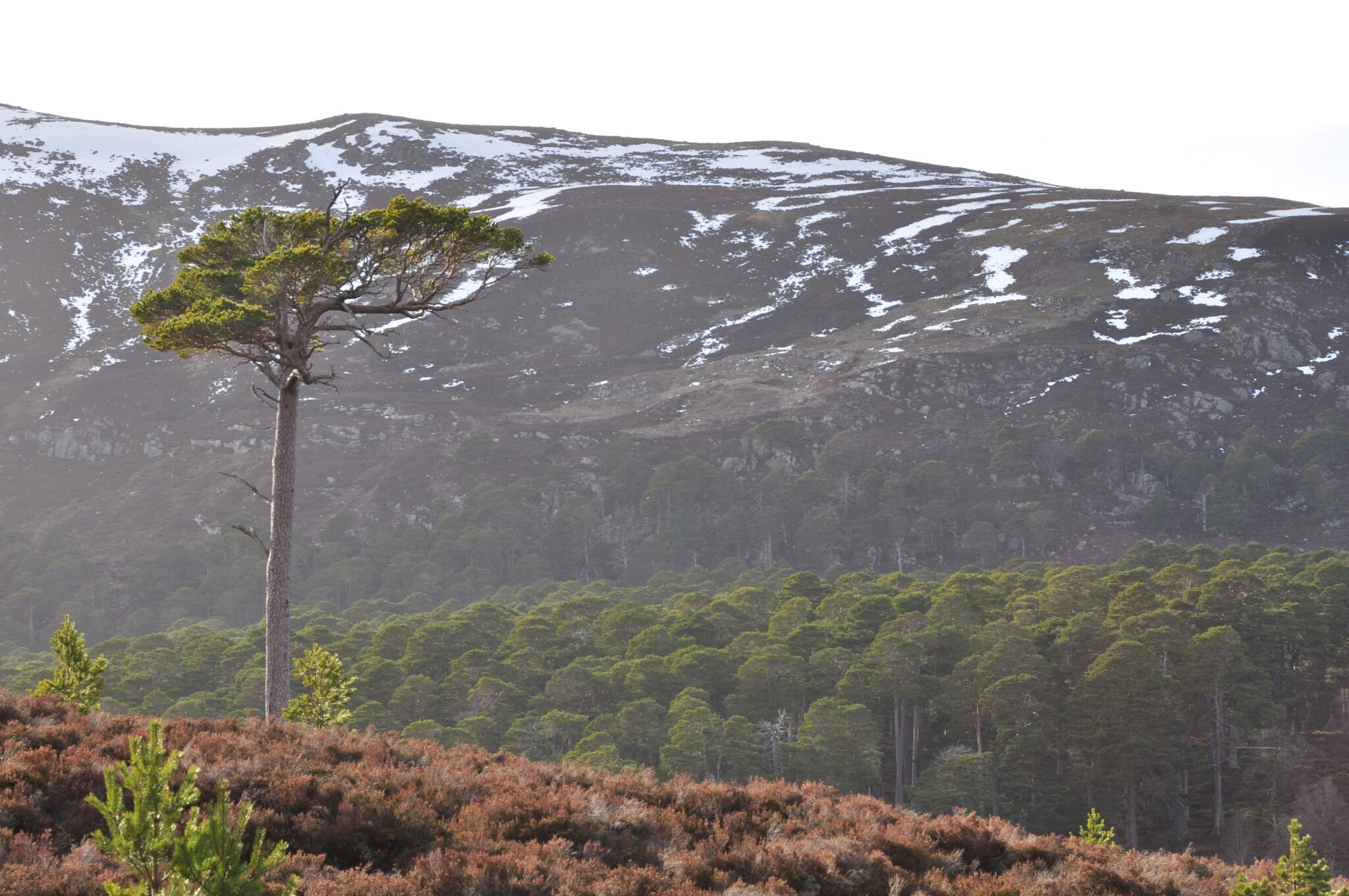 Study shows 23 tree species needed to support 40% of Scots pine ...